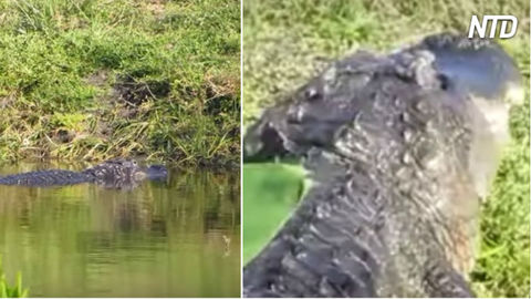 15ft Giant Alligator Spotted In Florida-2018-06-27T14:37:24Z-Youmaker ...