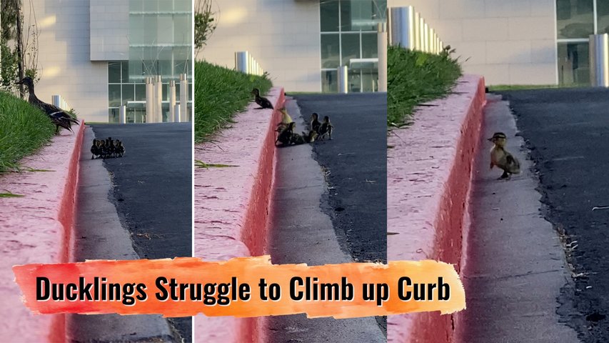 Ducklings Struggle to Climb up Curb While Crossing Street Behind Mother ...