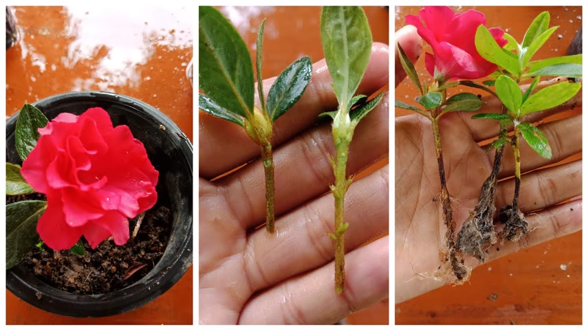 How to grow Azalea plant ,Azalea propagation from cuttings, How to grow ...