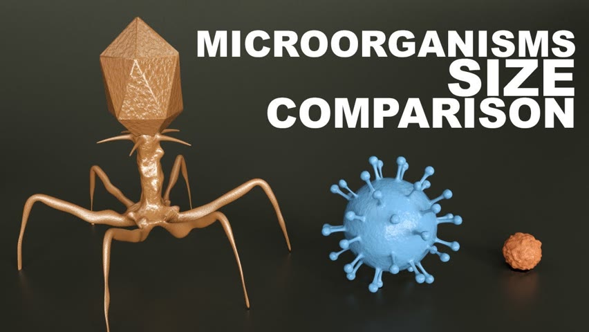 MICROORGANISMS Size Comparison - 3D-2018-01-06T03:32:20Z-Youmaker ...