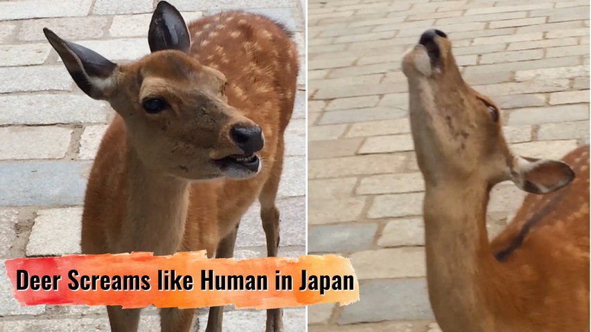 Deer Screams like Human in Japan-2021-10-06T11:00:00Z-Youmaker-Fur ...