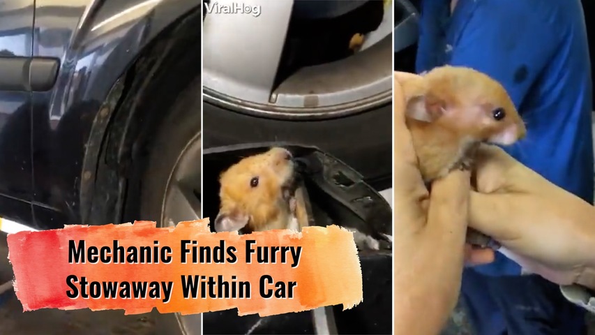 Mechanic Finds Furry Stowaway Within Car-2021-11-05T11:00:00Z-Youmaker ...
