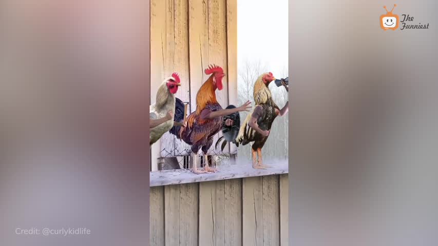 CHICKENS! ASSEMBLE.-2021-12-04T13:45:00Z-Youmaker-The Funniest-9s ...