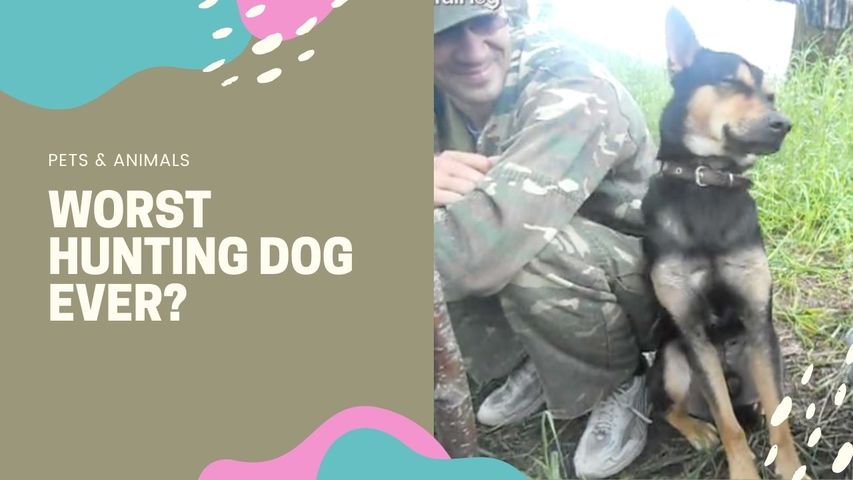 Worst Hunting Dog Ever? (Watch Dog Falling Asleep On The Job)-2022-01 ...