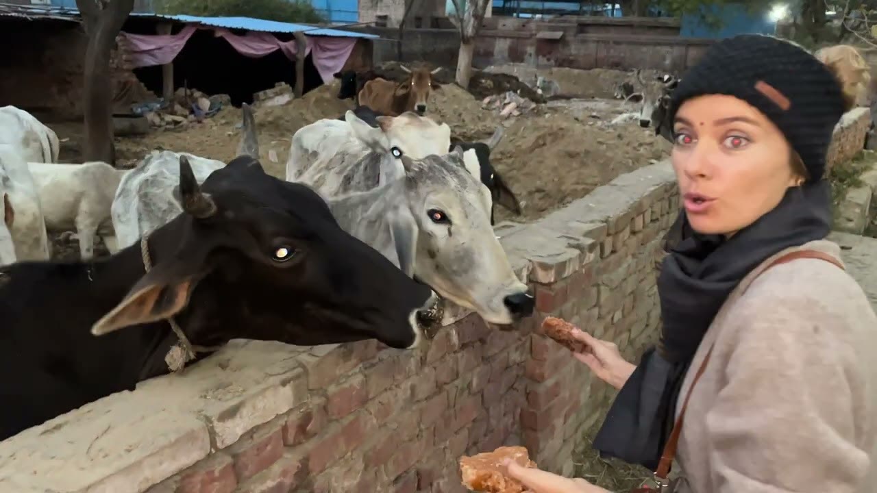 Cow Seva (2022) ️🙏🐮🐄🥛-2022-02-09T19:04:46Z-Youmaker-Krishna’s Food and ...