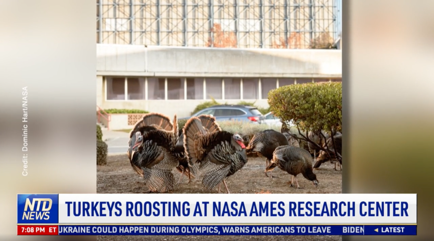 Turkeys Roosting at NASA Ames Research Center-2022-02-12T01:37:48Z ...