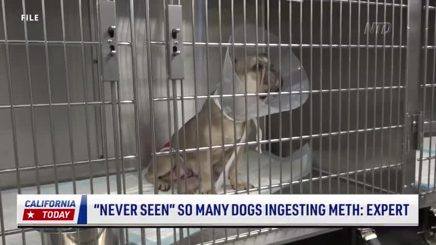 'Never Seen' So Many Dogs Accidentally Ingesting Meth: Expert-2022-10 ...