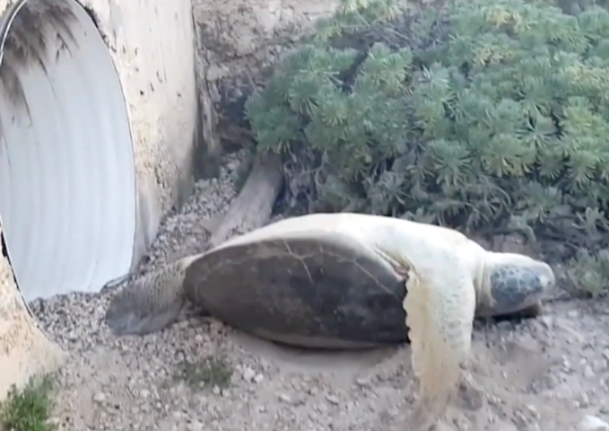 Stranded Sea Turtle Rescue-2024-04-05T20:01:14Z-Youmaker-NTD Viral ...